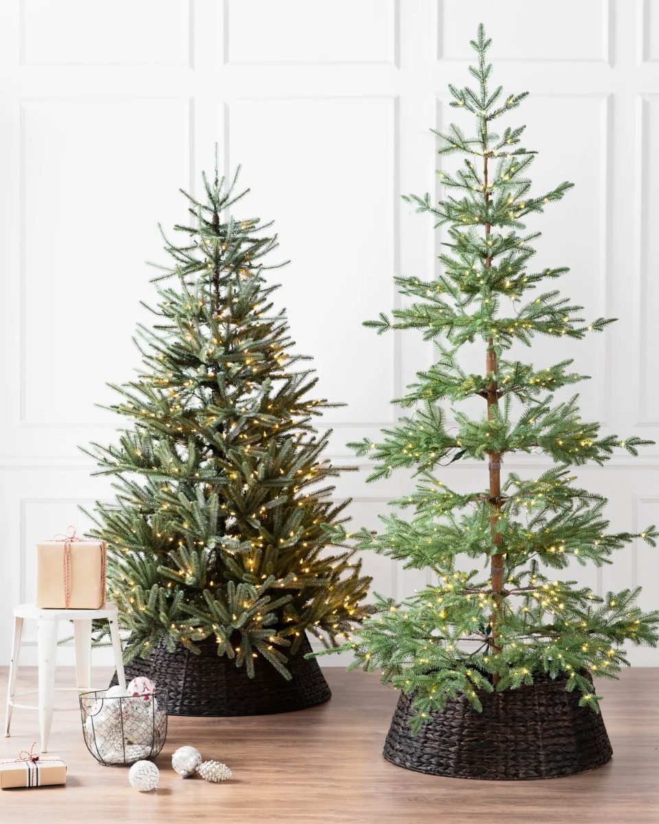 Alpine Fir® Tree - Grow Xmas Trees