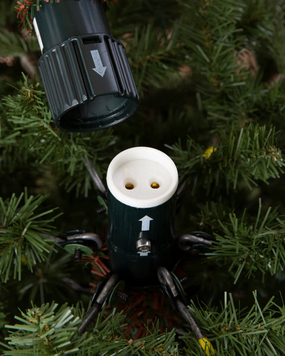 California Baby Redwood® Tree - Grow Xmas Trees