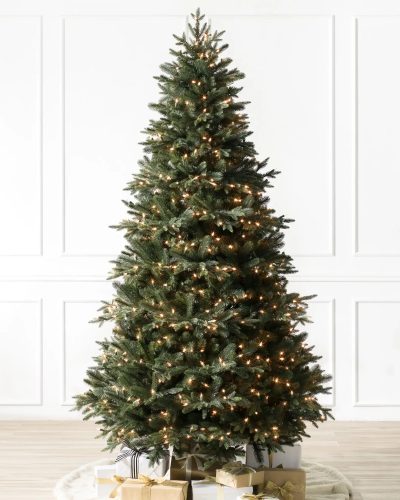 Saratoga Spruce® Tree - Grow Xmas Trees