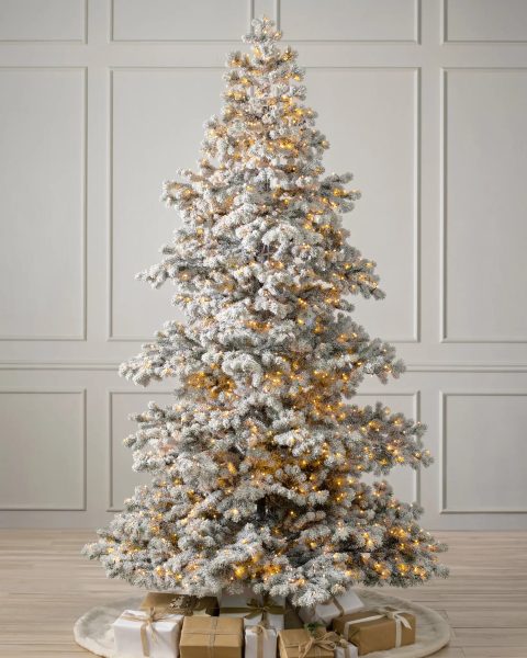 Frosted Yukon Spruce® - Grow Xmas Trees