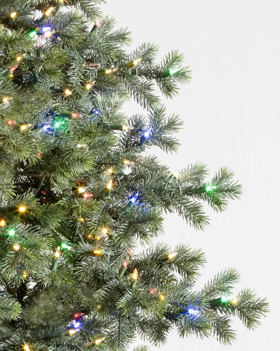 Yukon Spruce® - Grow Xmas Trees